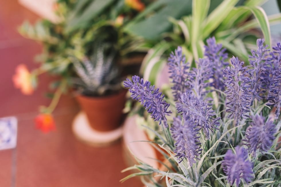 Como ter plantas no seu apê: um guia completo