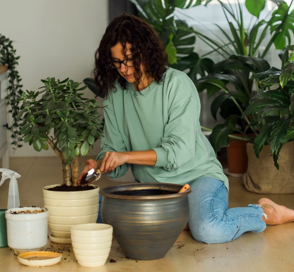 Como ter plantas no seu apê: um guia completo